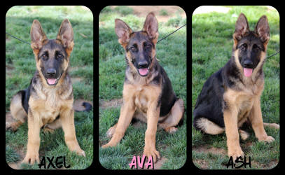 So Cal German Shepherds - Available Puppies